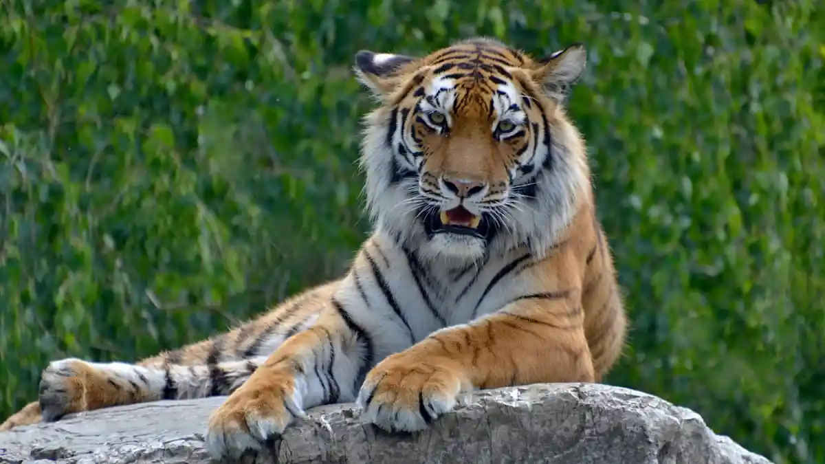 Tigras sapne 🐯 Ką reiškia sapnuoti tigrą? – bling.lt
