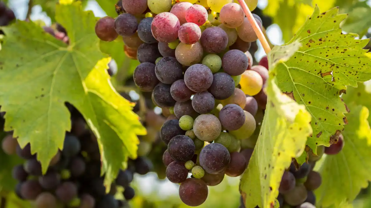 Sapnuoti Vynuoges 🍇 Ką reiškia Vynuogės sapne? 🔮 bling.lt
